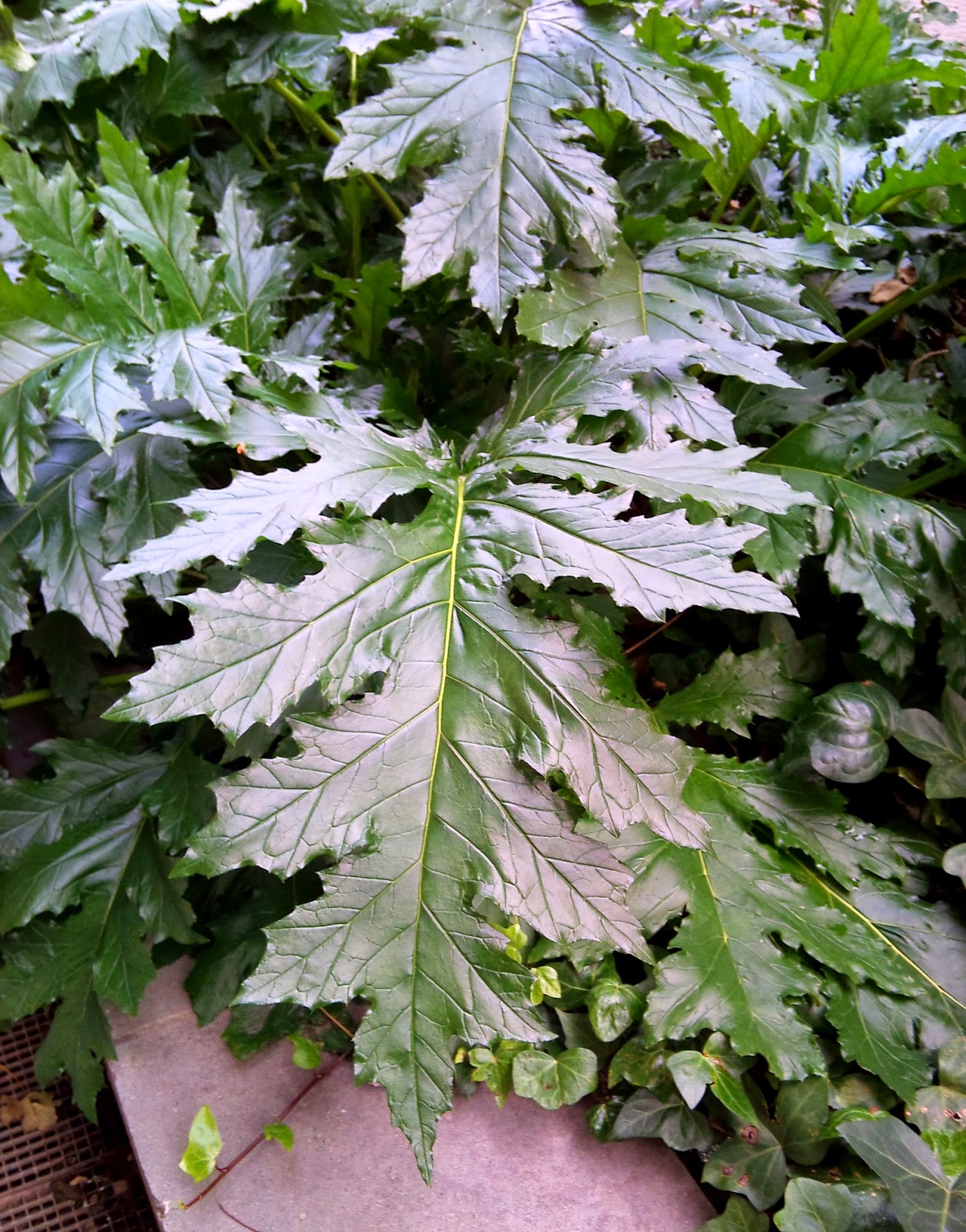 Árboles con alma: Acanto. Alas de Ángel. (Acanthus mollis)