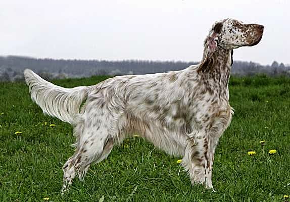 Teach Me How to Doggy