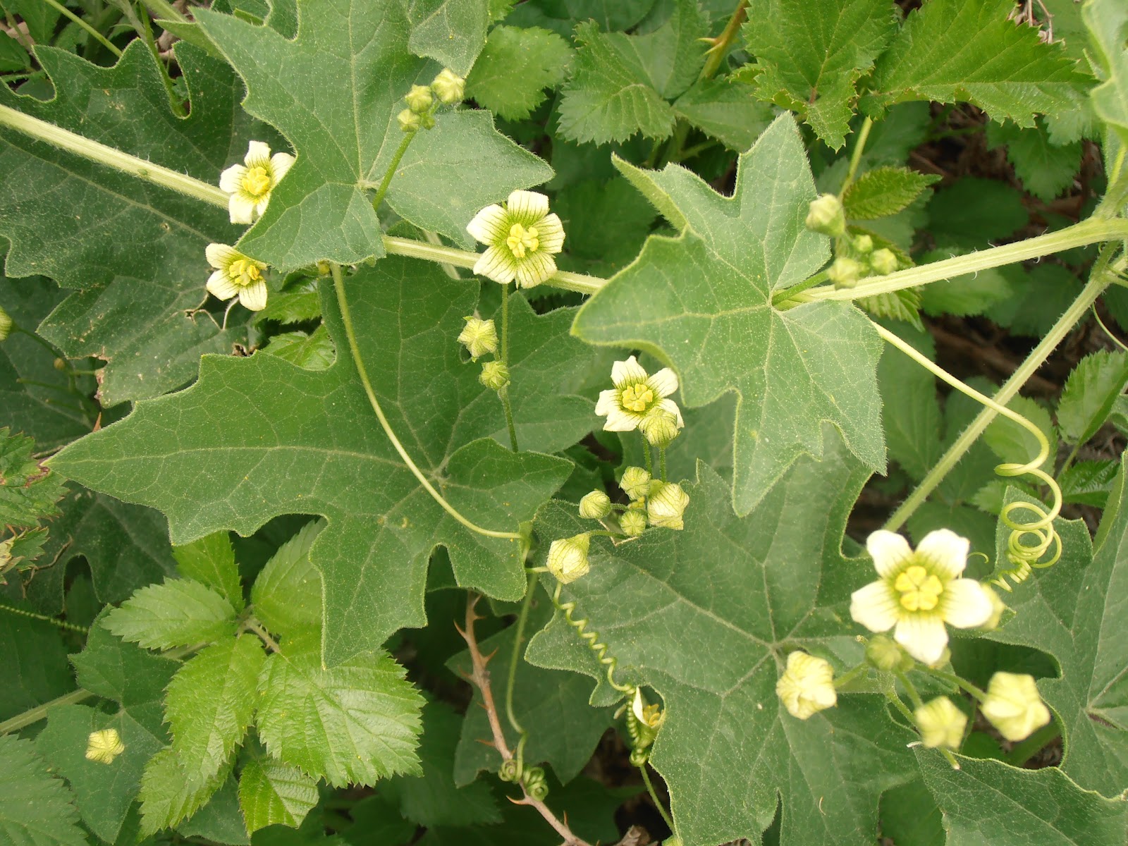 NUEZA: Bryonia cretica subsp. dioica | Plantas rioMoros