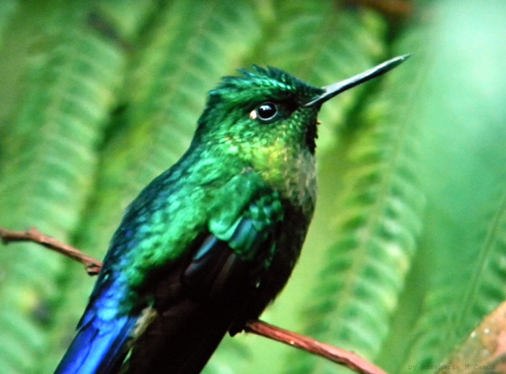 POESÍA Y TRANSICIONES: EL PICAFLOR...