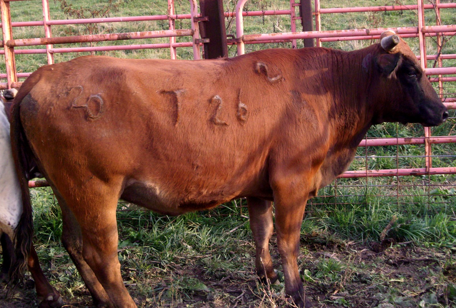 Cow Patty Surprise: VOGUE (Giveaway)