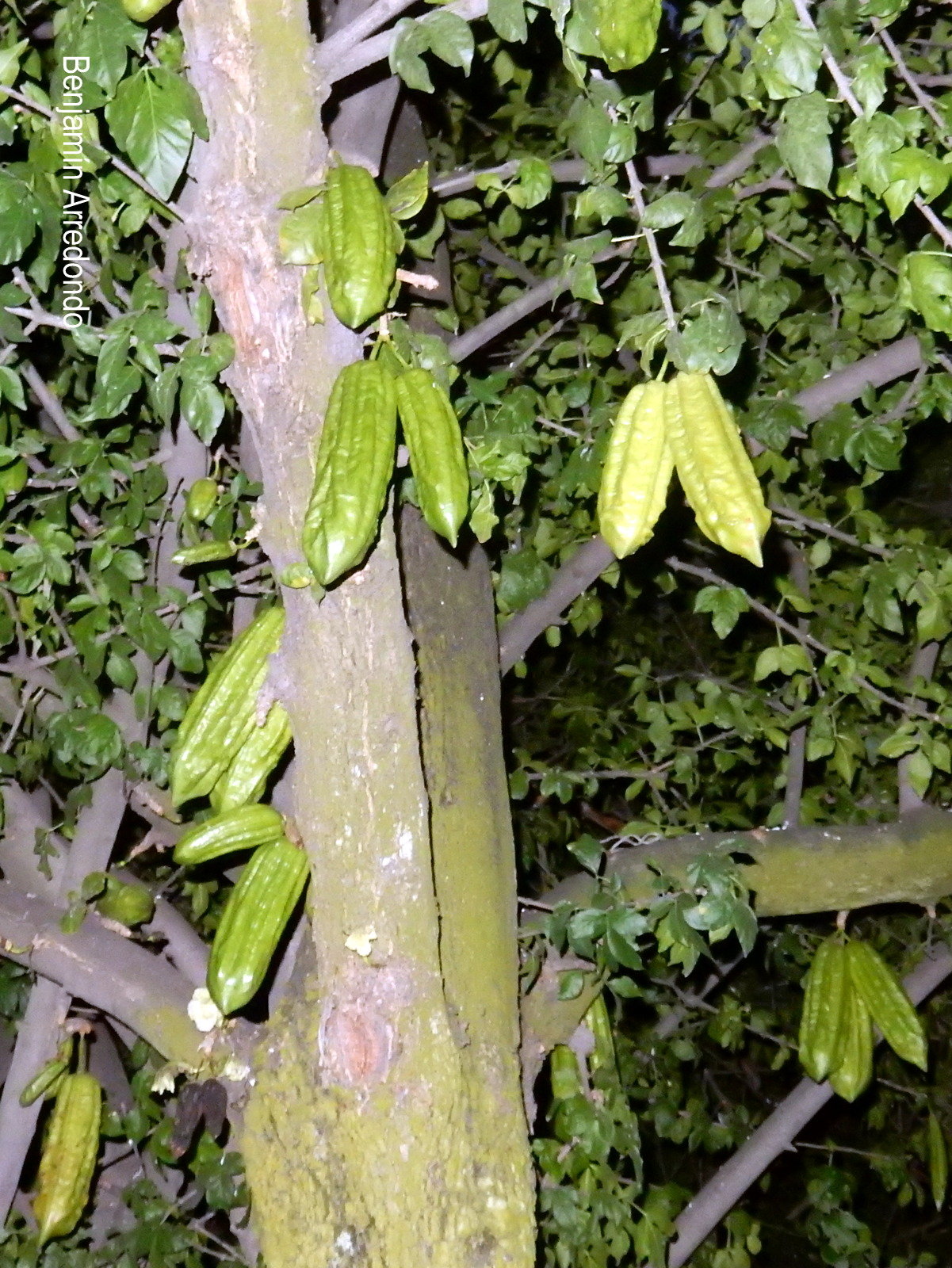 El Bable: El Chote y sus bondades