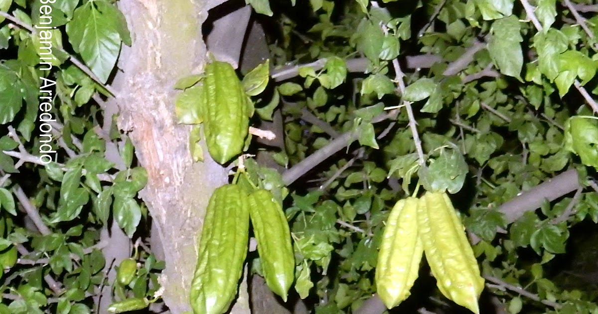 El Bable: El Chote y sus bondades