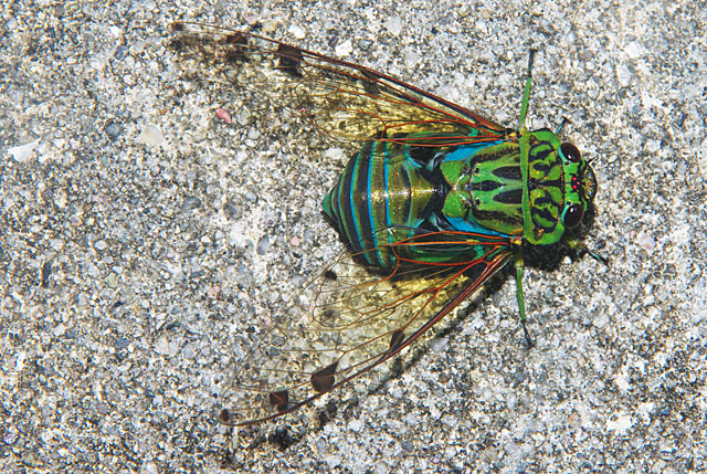 Weird Looking Insects in Panama: Little Cicada