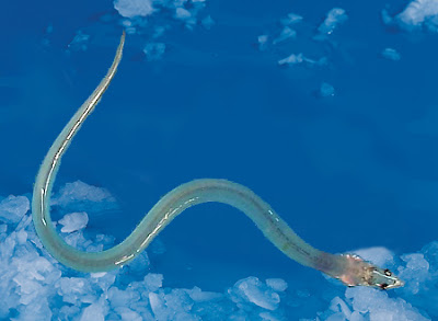 conociendo los animales marinos: las anguilas