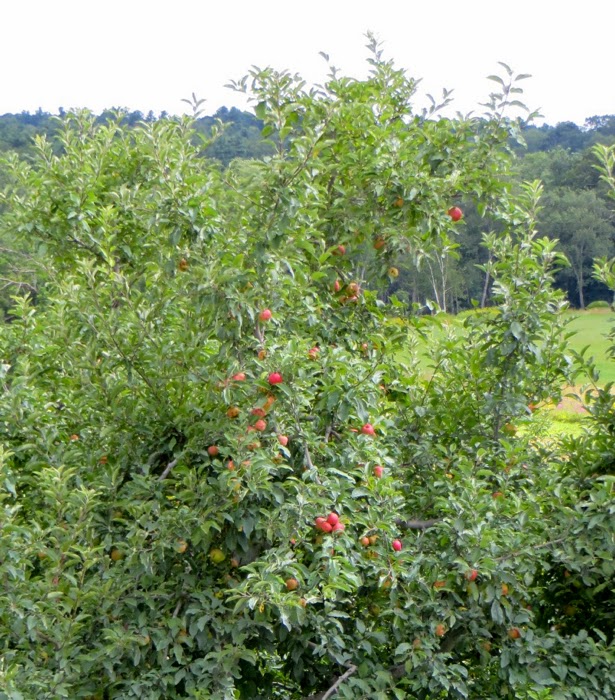 Pick no apple before its time - Adam's Apples
