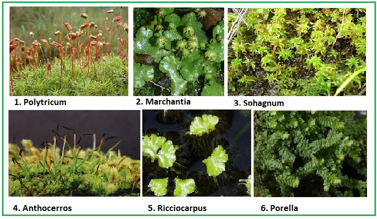 BIOLOGI GONZAGA: April 2017