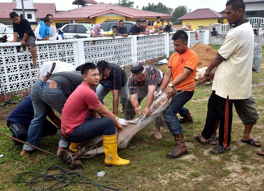 Program Ibadah Korban Sahabat Muslim Singapura Di Balai Raya Kampung ... Program Ibadah Korban Sahabat Muslim Singapura Di Balai Raya Kampung ...