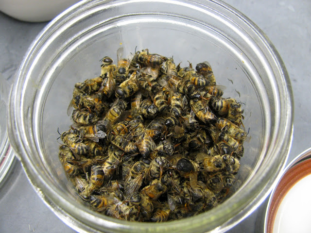 Honeybee Reverie: The OSU Honey Bee Lab