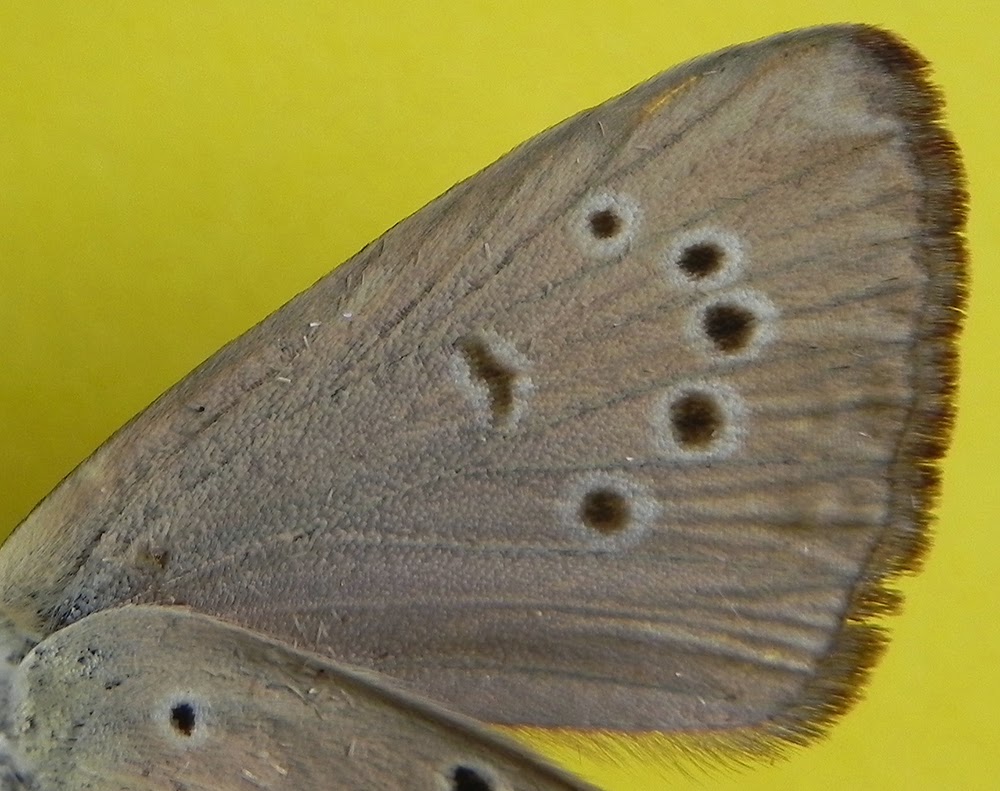 MARIPOSAS (BUTTERFLIES): Subfamilia POLYOMMATINAE Tribu POLYOMMATINI ...