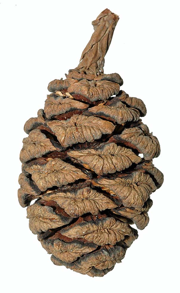 CABINET OF CURIOSITIES: A Tree-spotter's Guide to Conifer Cones: 1