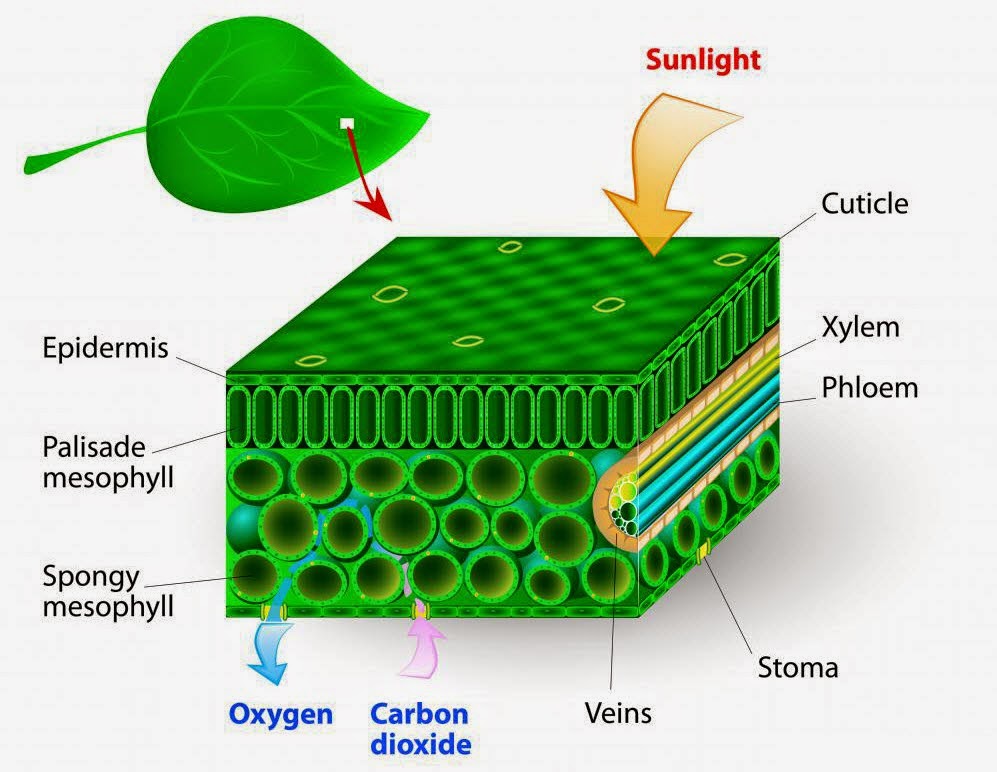 Ω Apa Pengertian & Bagaimana Cara Kerja Fotosintesis? ≫ Sains!