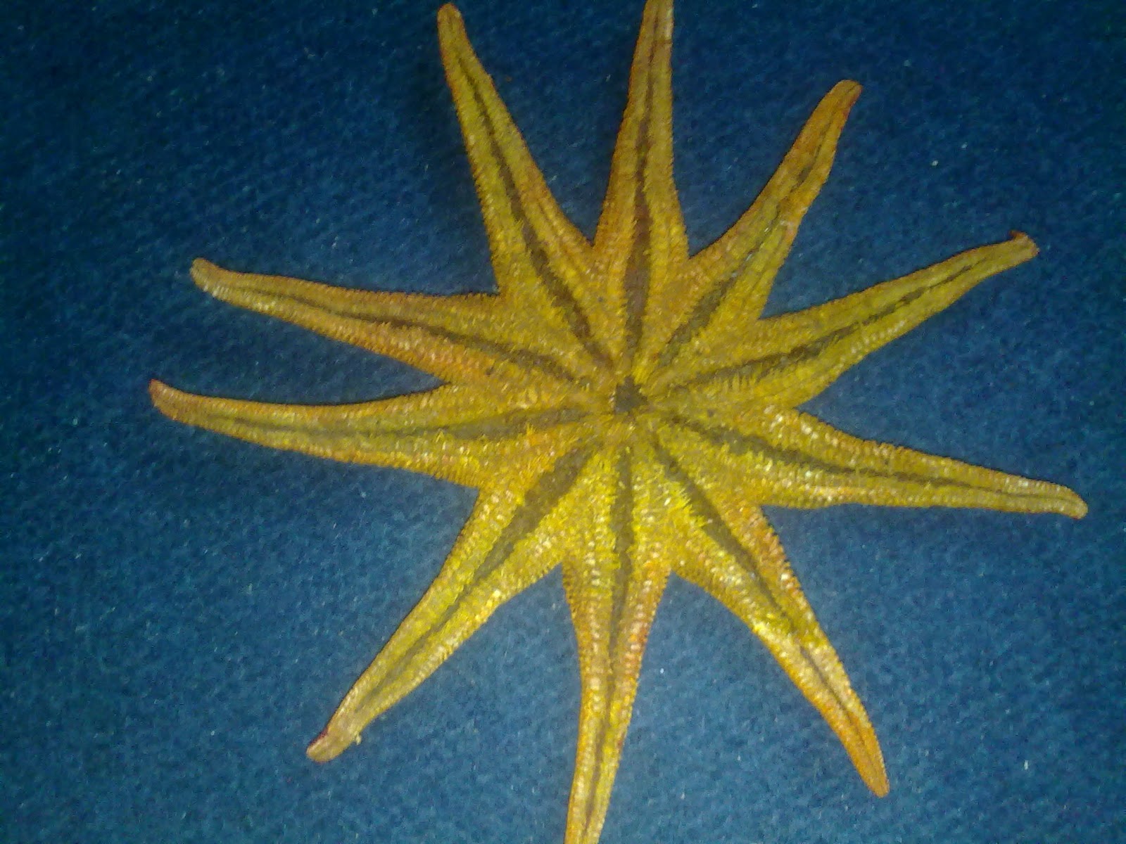 amator de mineralogie: scoici,melci,stele de mare