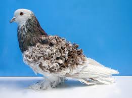 wild world : Frillback pigeon