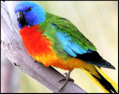 Neophema Splendida ~ LoroMania