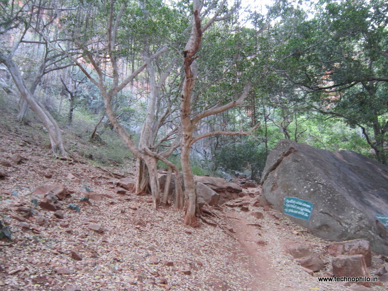 Mallela Theertham Waterfall