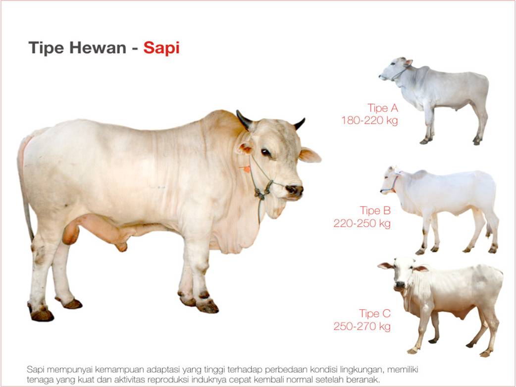 Syarat Hewan Qurban ~ Hewan Qurban
