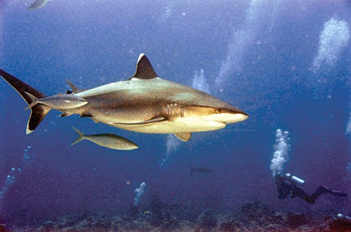 Exotic Thailand & Myanmar Andaman Sea and Islands Travel : Andaman Sea ...