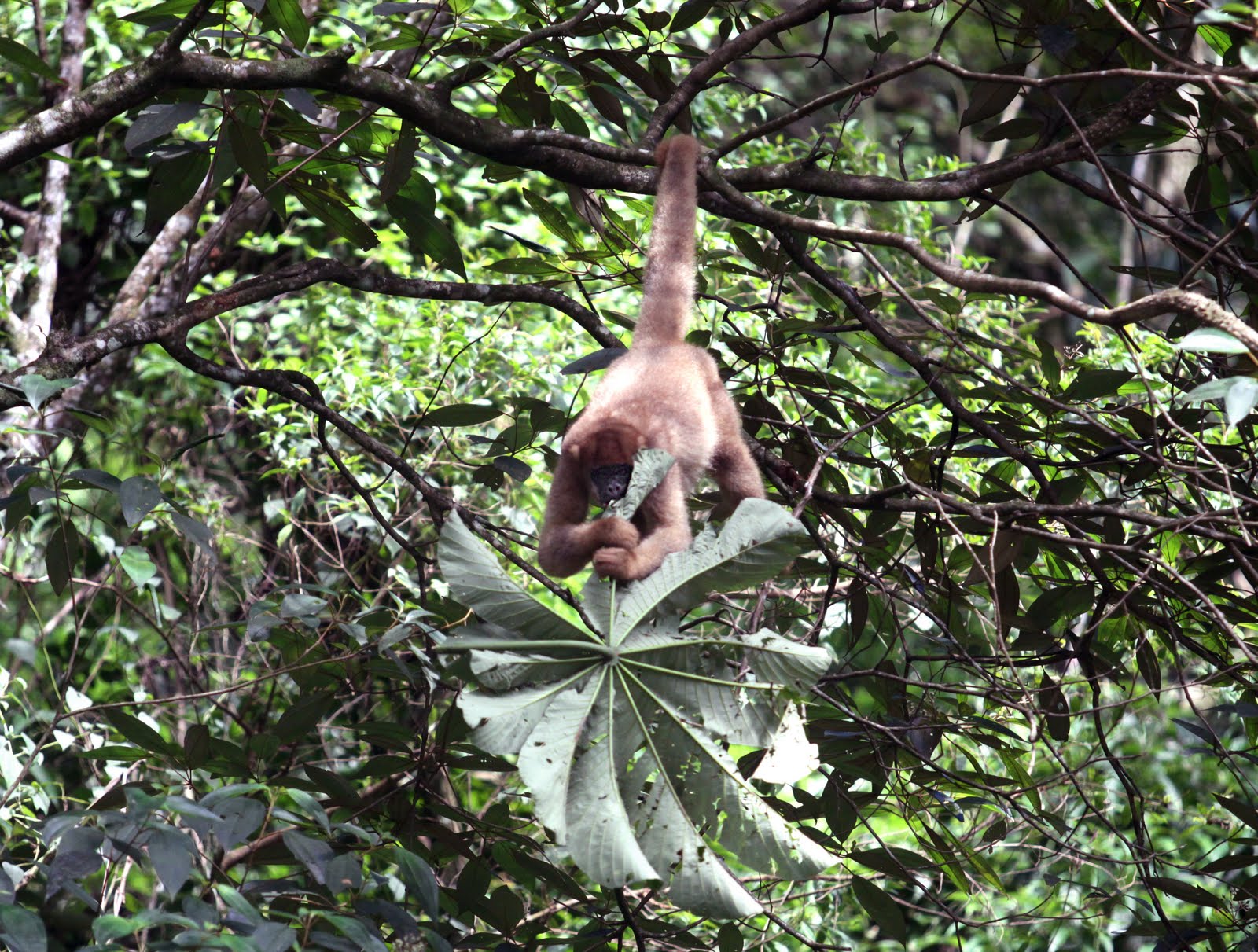 Blog do Diarinho - Diário do Grande ABC: Macaco muruqui dá rolê na ...