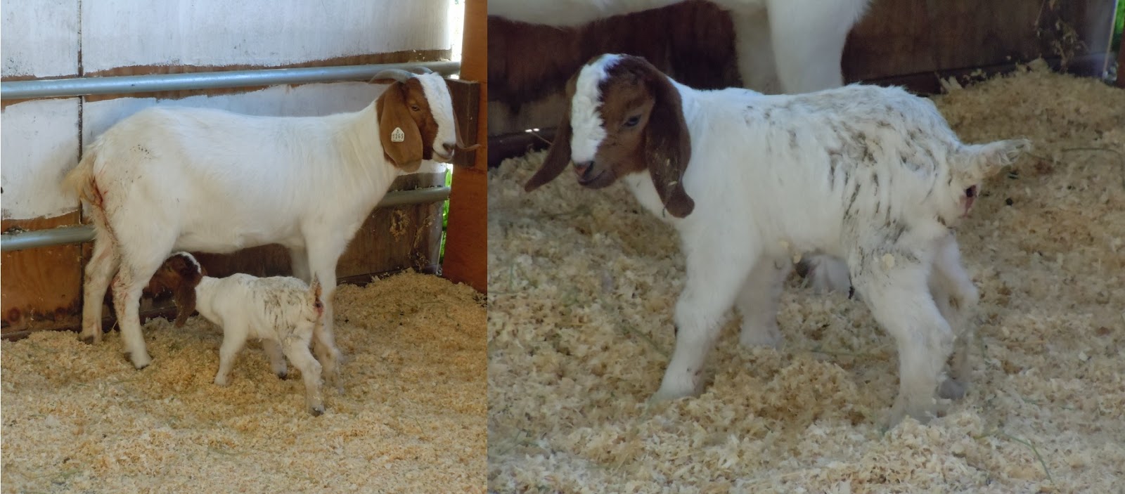 Got Your Goat Info: Watch Me Grow! Bonus Goat: Patty