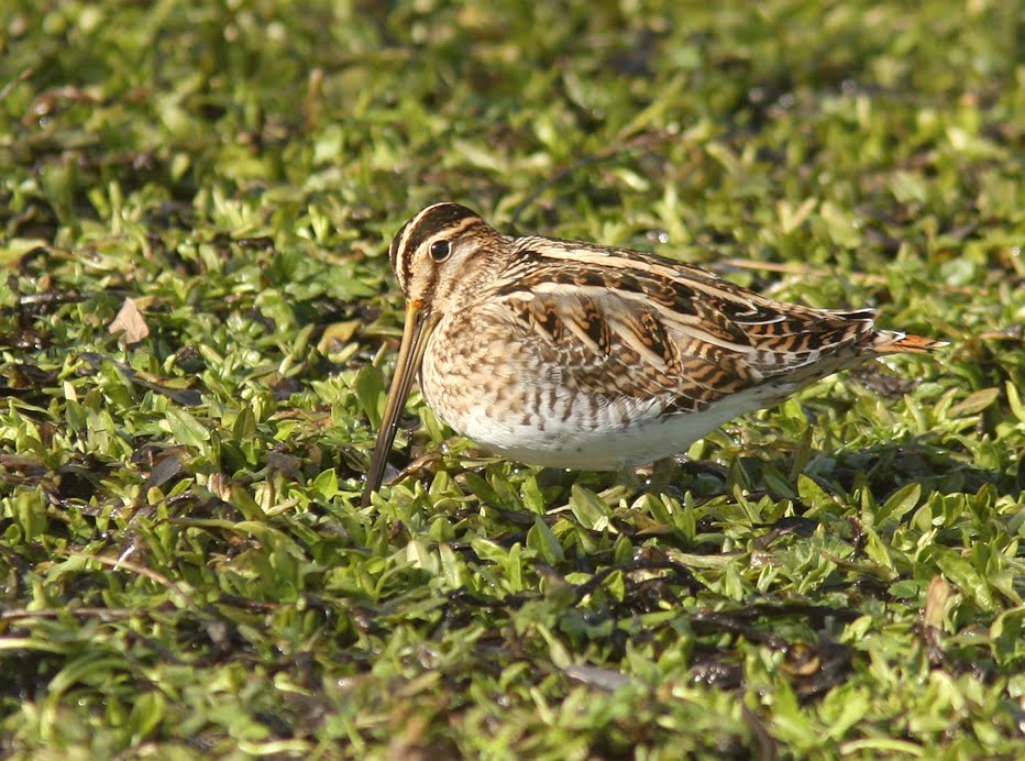 Birding Newfoundland with Dave Brown: *****COMMON SNIPE*****