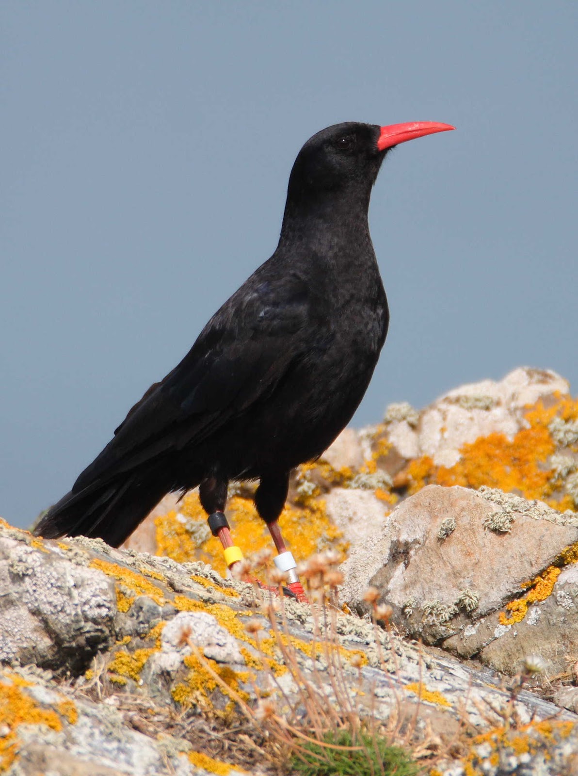 Wildlife in Cornwall: Cornish Chough (Pyrrhocorax pyyrrhocorax)