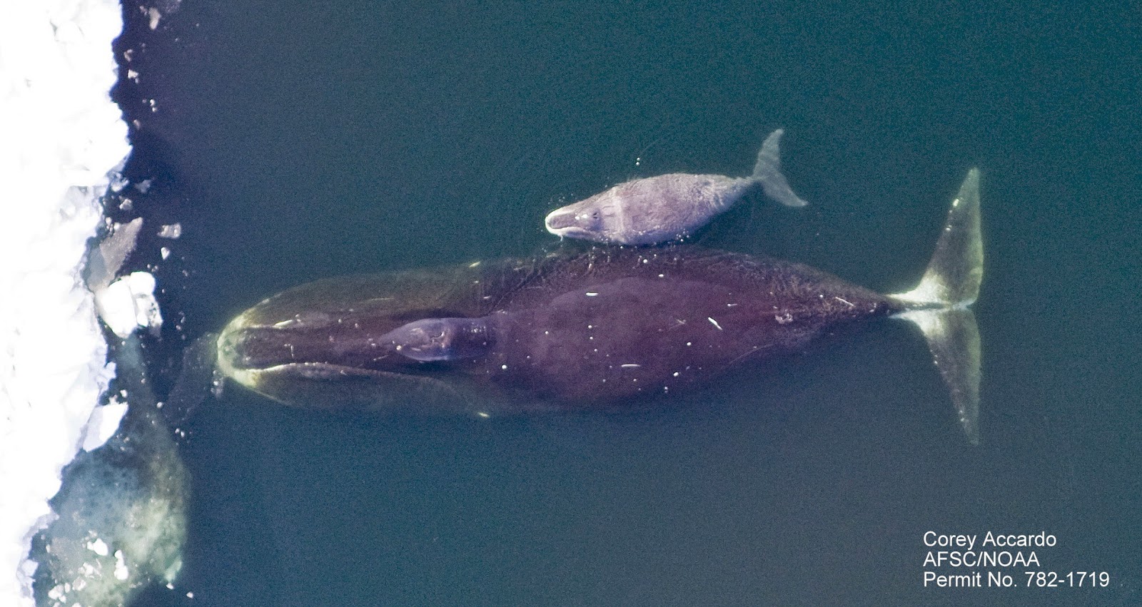 Right Whale Research Blog