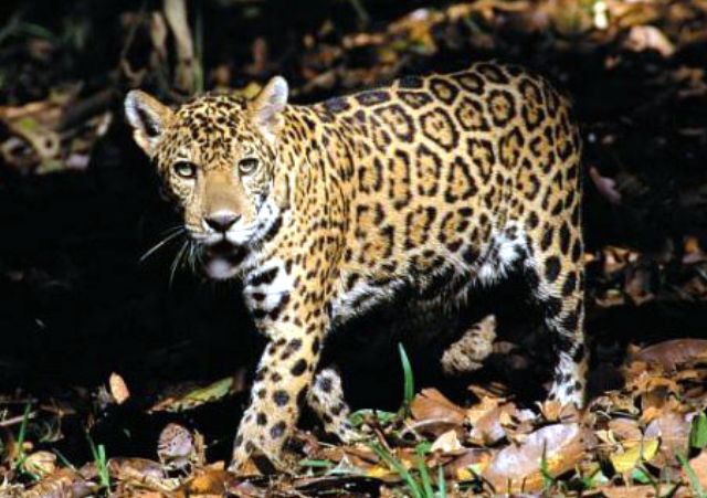 Animales de las selva peruana - Imagui