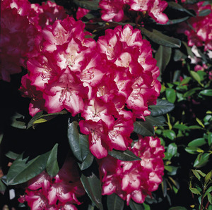 West Coast Gardens: Rare Beauty - The Rhododendron