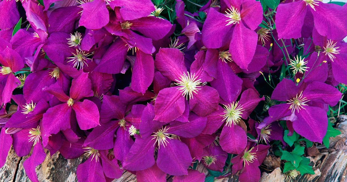 Gaya Terbaru 79+ Gambar Bingkai Bunga Cantik