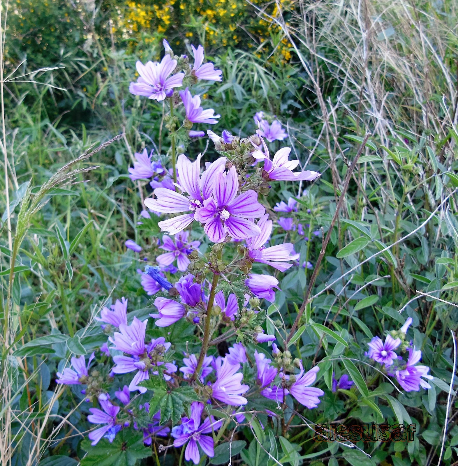 BLOG NATURAPORTDELASELVA Y CAP DE CREUS: LA MALVA COMÚN ( MALVA ...