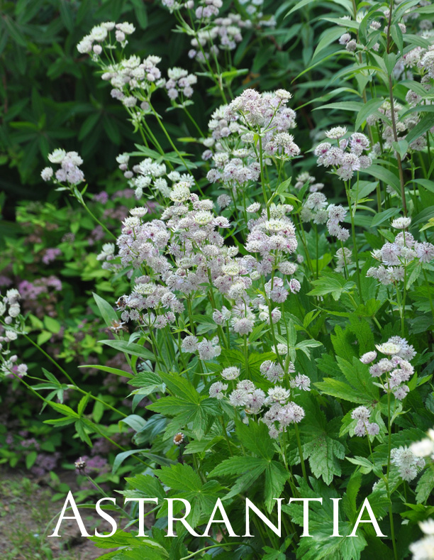 Three Dogs in a Garden: Astrantia