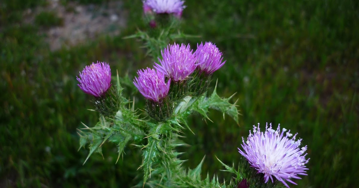 Flores y plantas silvestres: " Cirsium vulgare “ . Cardo negro, Cardo ...