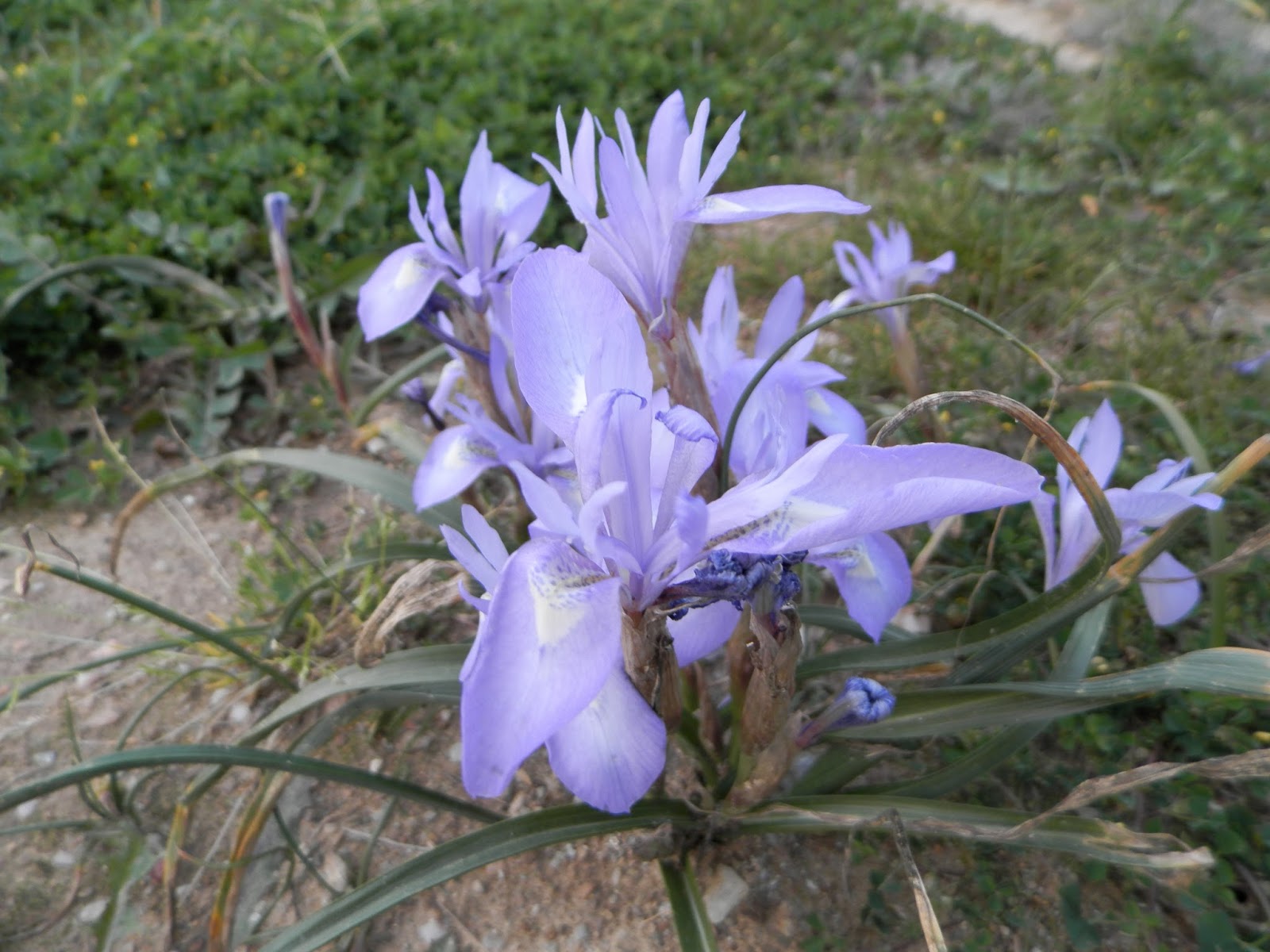 Ίρις το σισυριγχίον (Iris sisyrinchium)