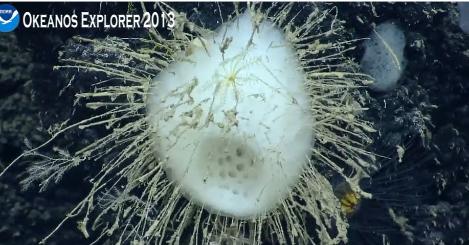 The Echinoblog: Echinoblog's Okeanos Explorer Deep-Sea Round Up!