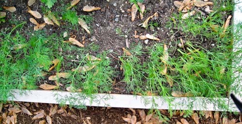 Daphne's Dandelions: A Little Work in the Garden