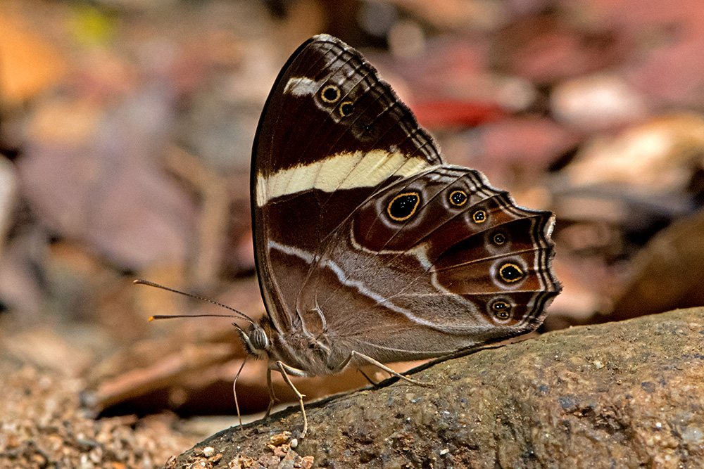 Butterflies of Laos Checklist | BugsAlive