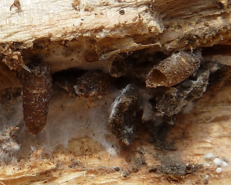 Dave Hubble's ecology spot: Ye olde bee log