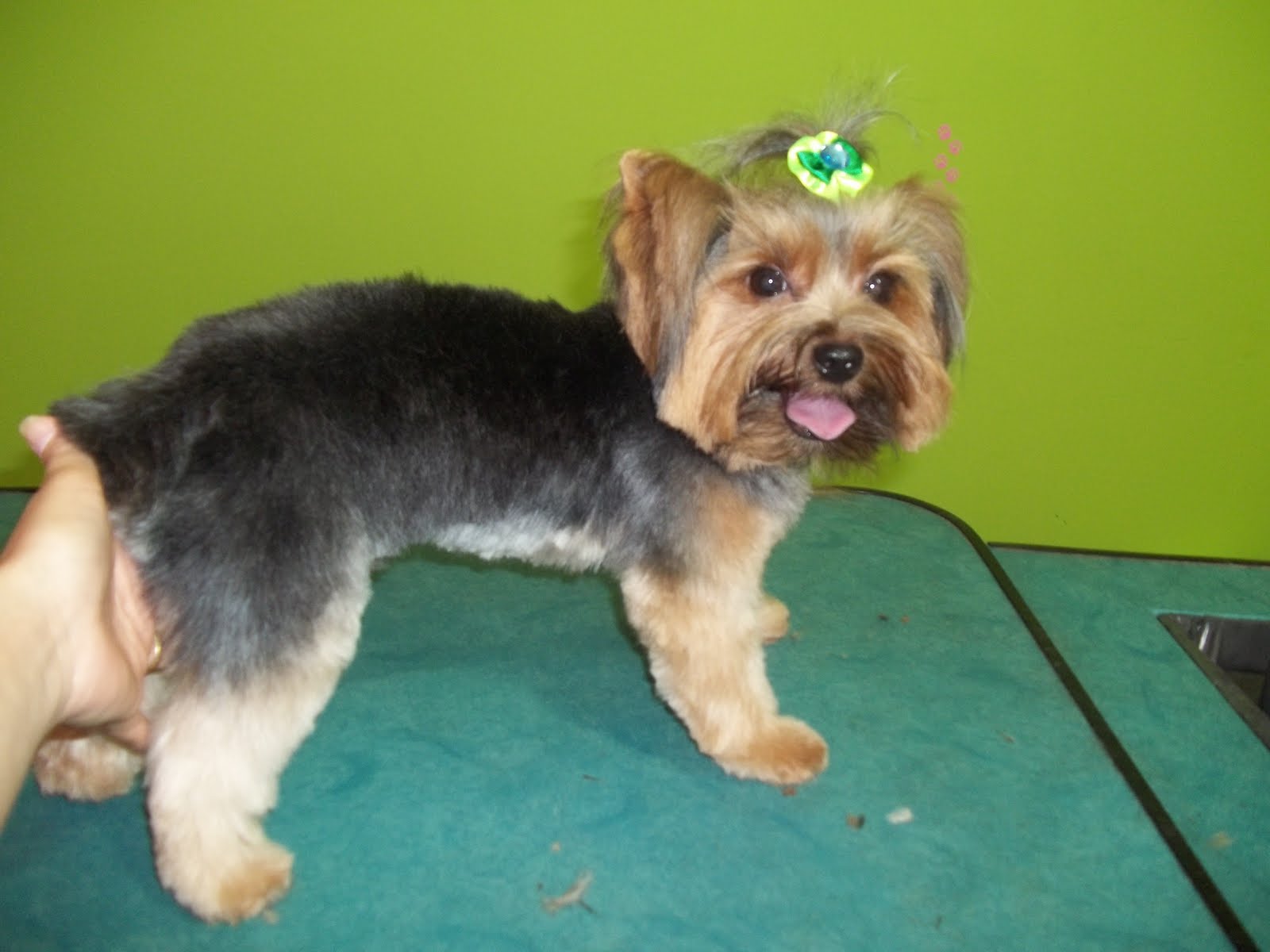 PET SHOP XODÓ: Tosa bebê