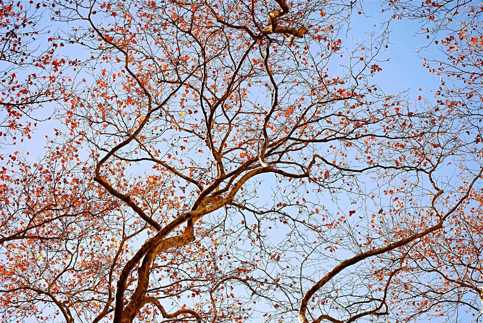 NYC ♥ NYC: Autumnal London Plane Trees At Bryant Park