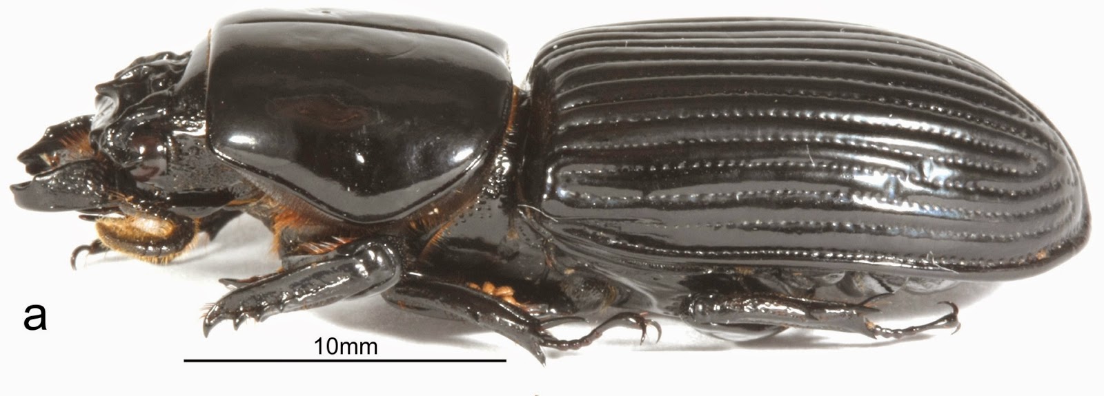 Sciency Thoughts: Nine new species of flightless Bess Beetles from ...