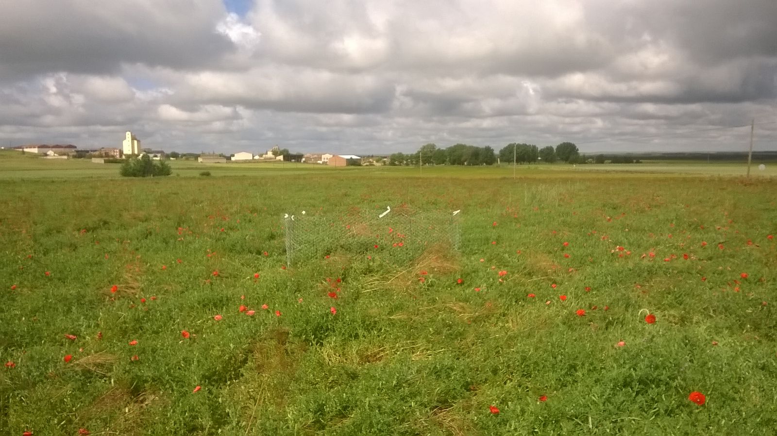 SEO SEGOVIA: LA SIEGA EN VERDE