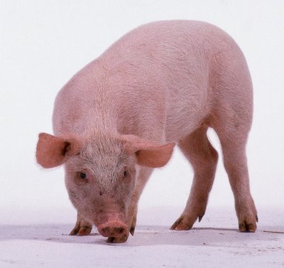 7 Hewan Paling Rakus Di Dunia | FAKTA UNIK PLUS