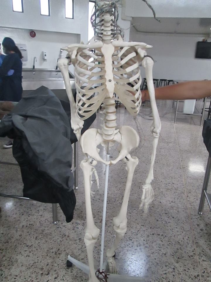 Morfofisiologia l: Osteologia