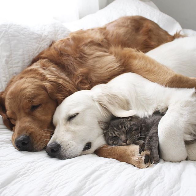 This is too cute. I love photos of pet families spooning and napping. via