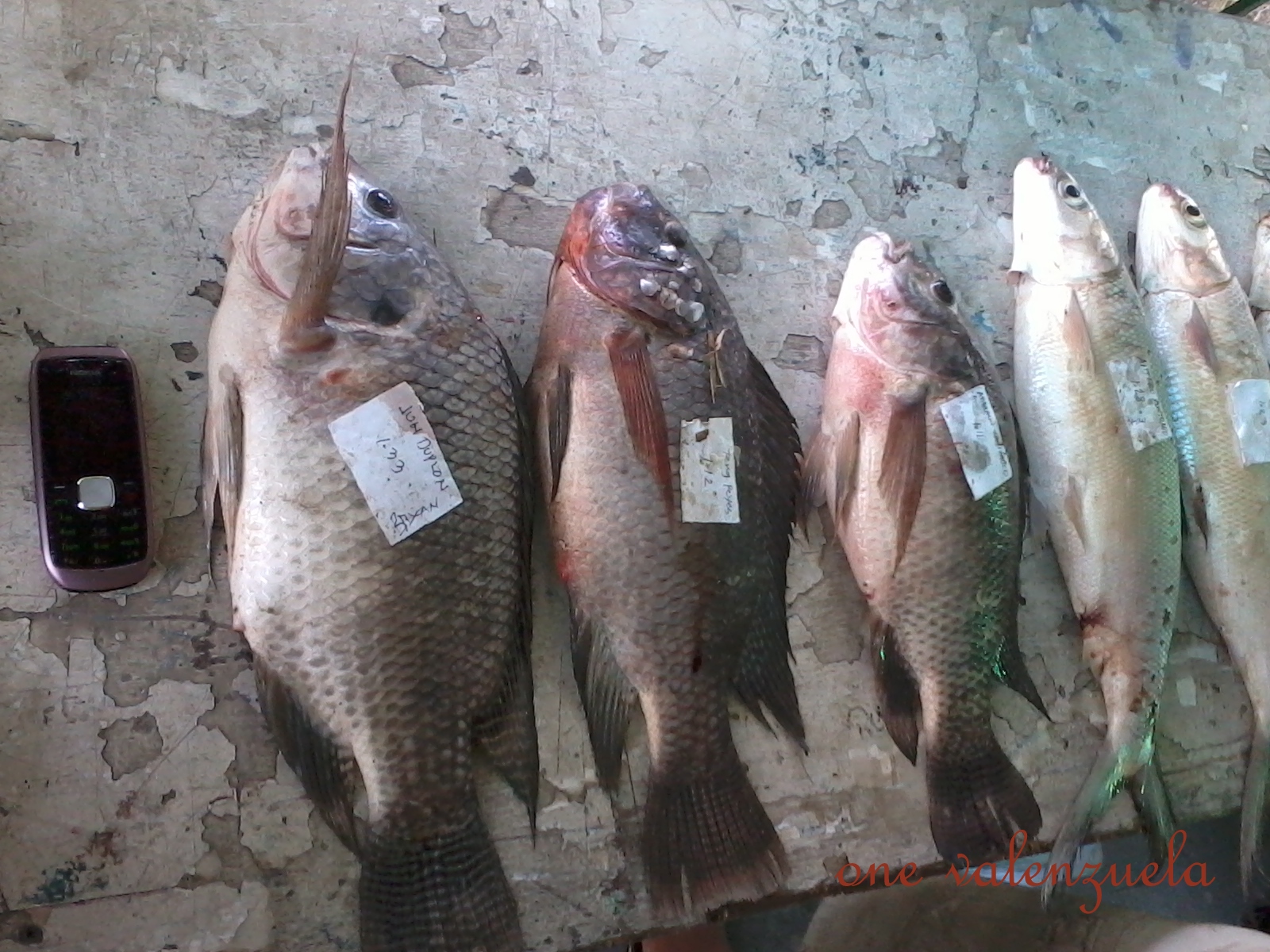 One Valenzuela: 5th Fun Fishing Tournament at Kap. Larry's Pond in ...