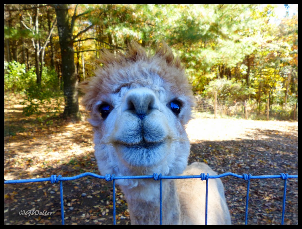 October Afternoon at September Morning Alpaca Farm | Life As I See It