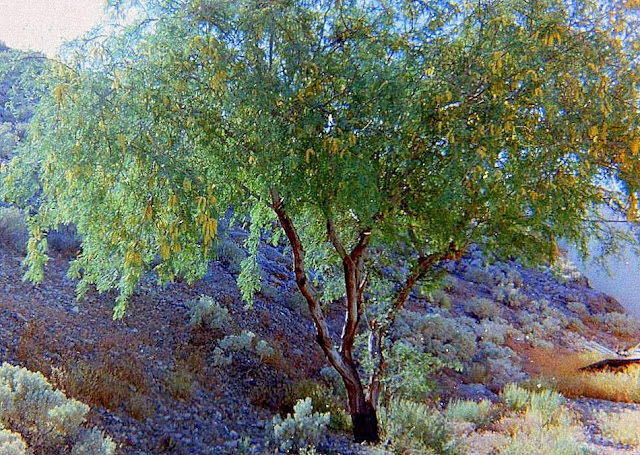 Biokipos: Χρήσιμα δένδρα - Η προσωπίδα (Prosopis spp.)