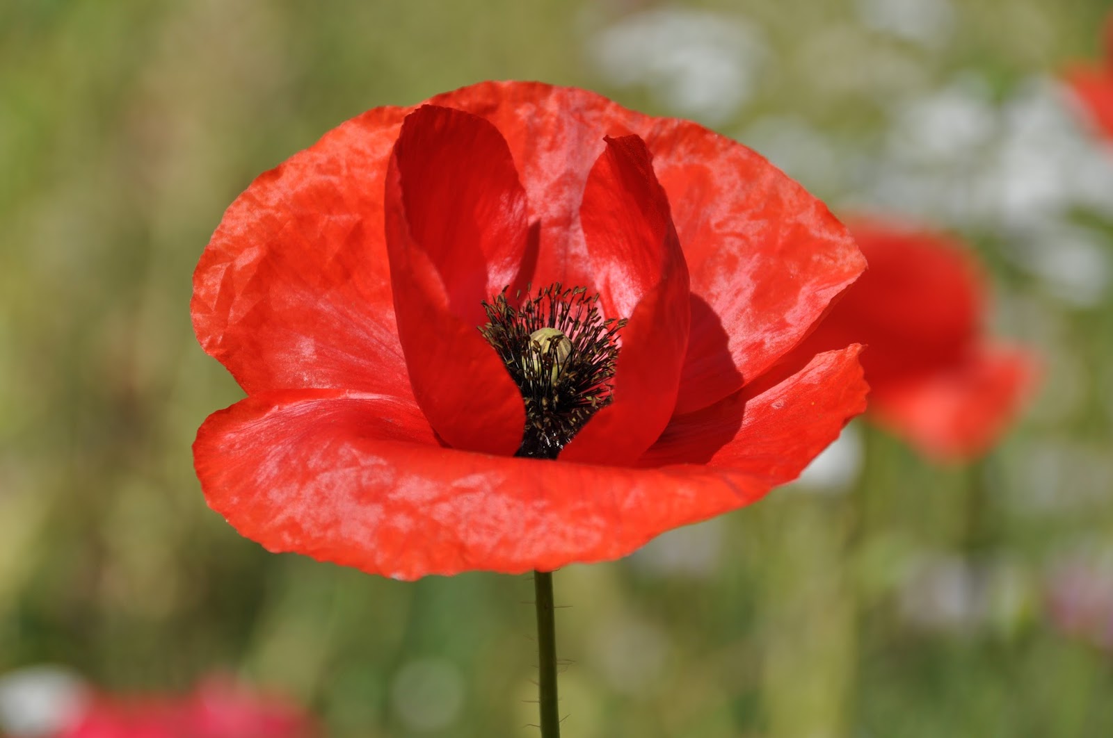 La vie est une cerise !: Jolis Coquelicots