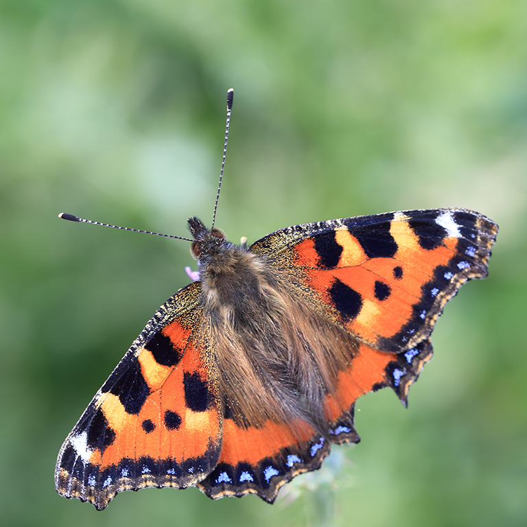 The Cuddlywumps Cat Chronicles: Words with Webster: Tortoiseshell, Plus ...